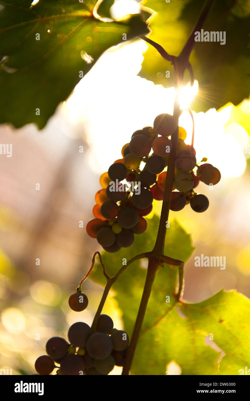 Sauternes grapes hi-res stock photography and images - Alamy