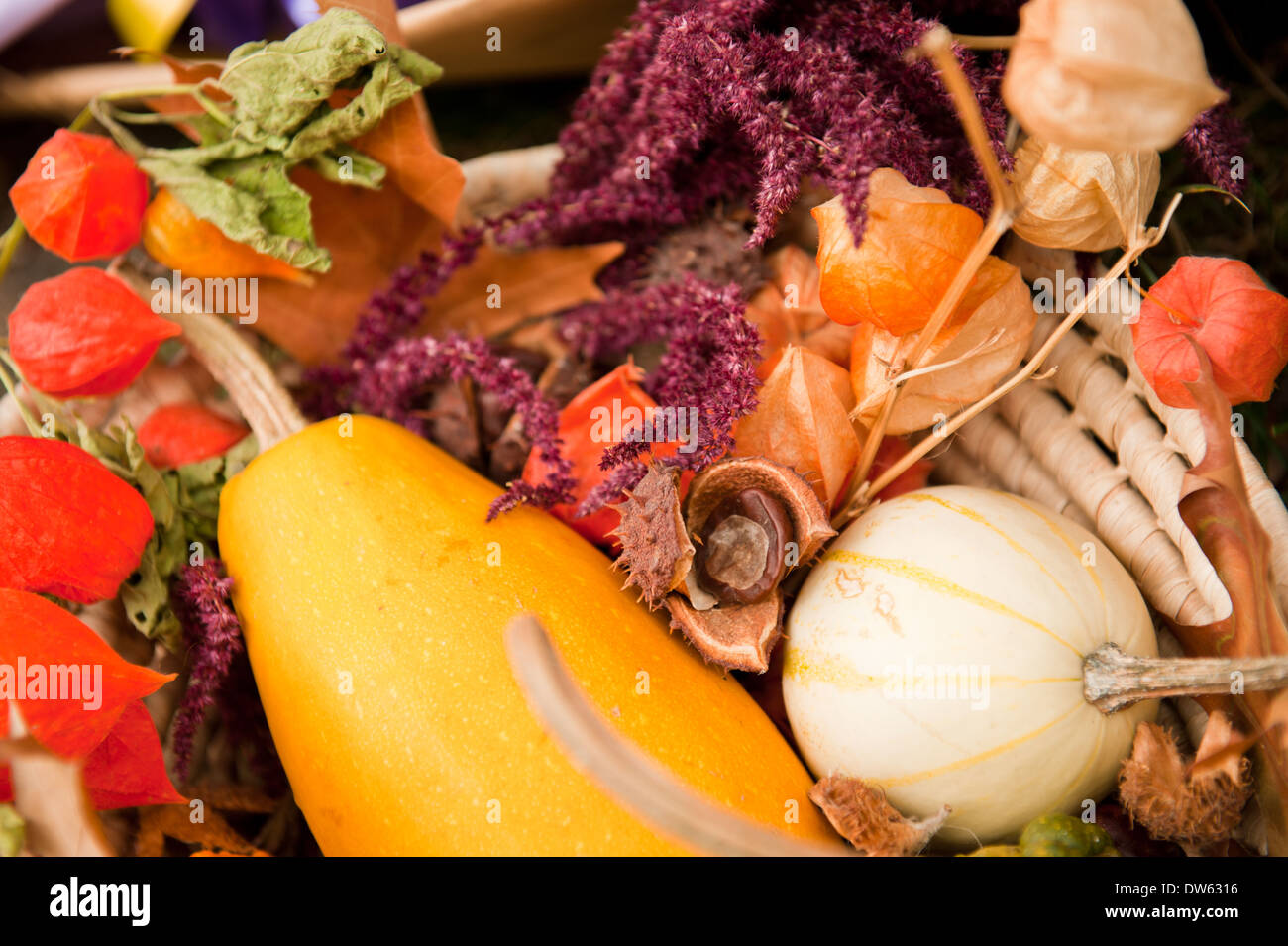 Small colorful pumpkins Stock Photo - Alamy