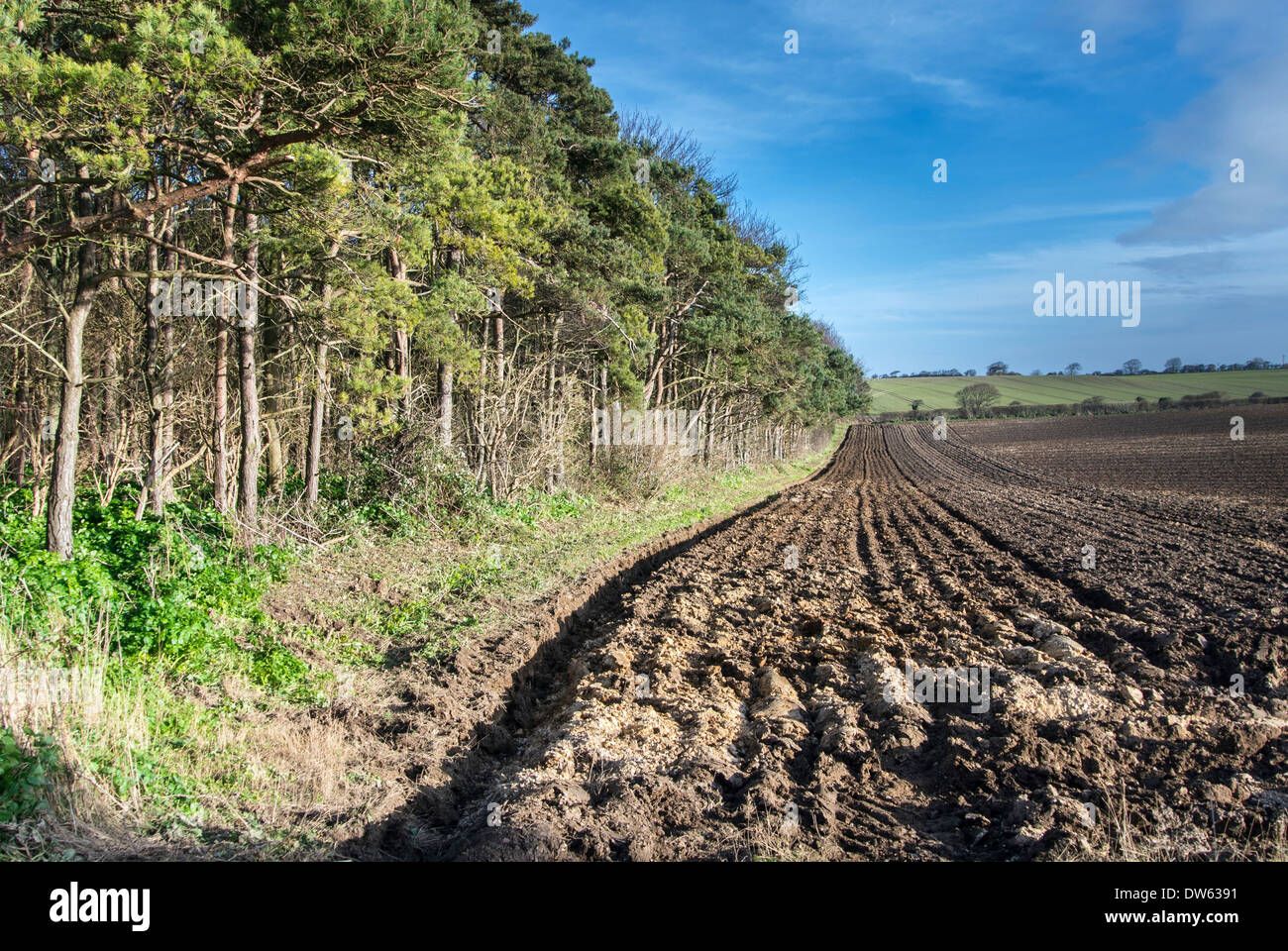 Pine tree belt and ploughed work Stock Photo - Alamy