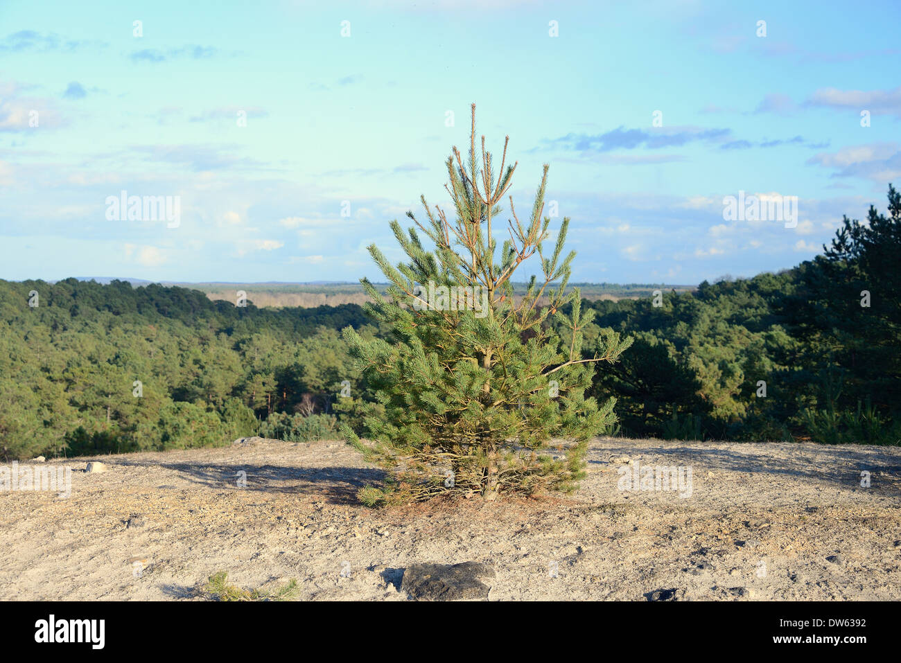 Young pine tree in the forest Stock Photo - Alamy