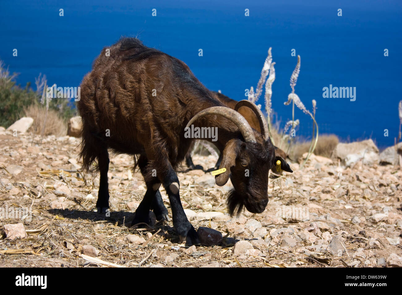 Feral goat on rocks hi-res stock photography and images - Alamy