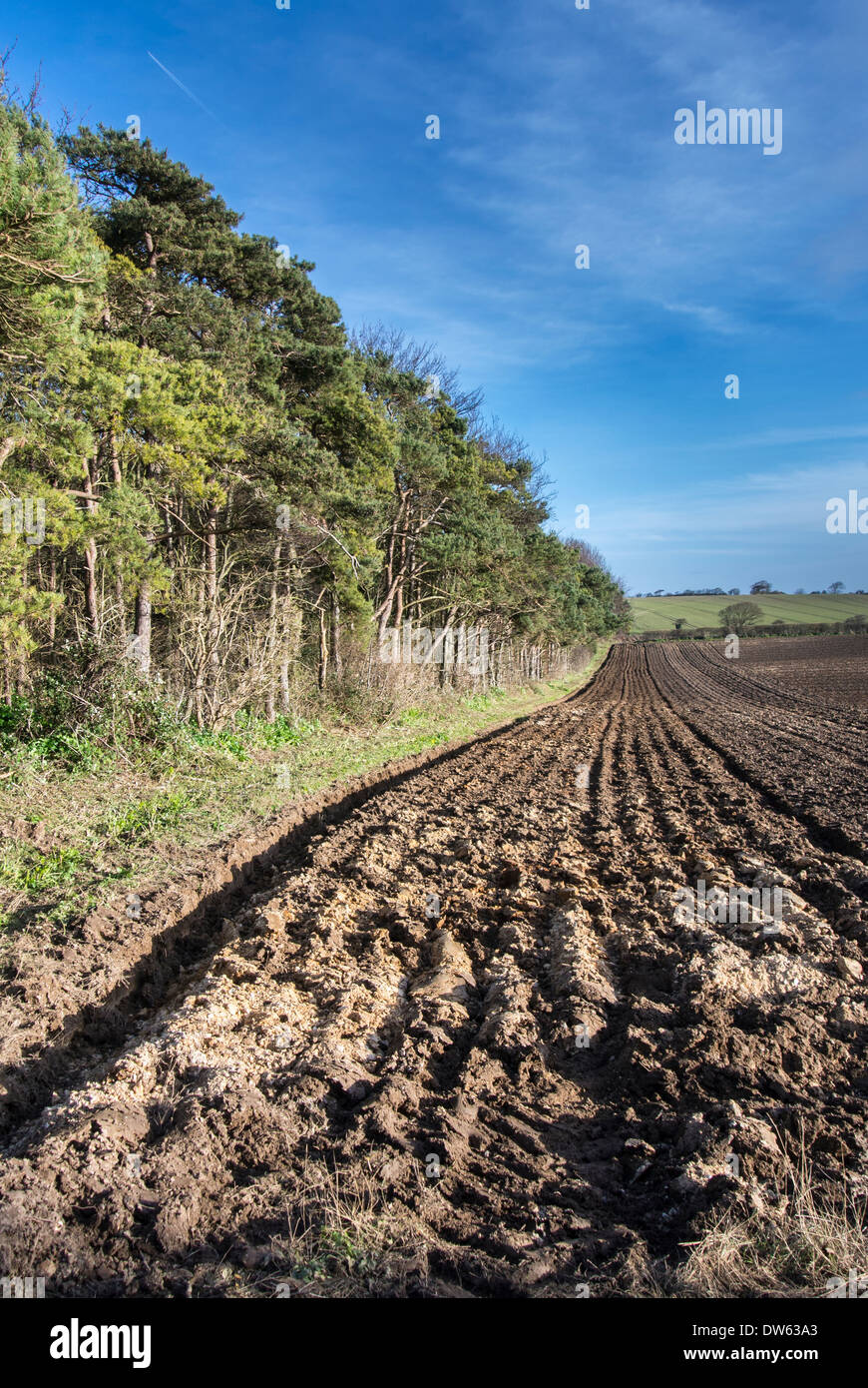 Pine tree belt and ploughed work Stock Photo - Alamy