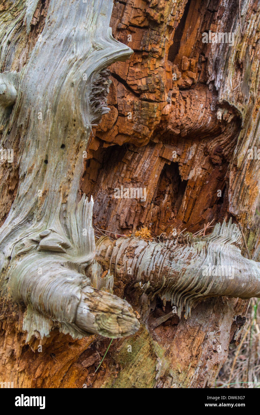 Pinewood tree hi-res stock photography and images - Alamy