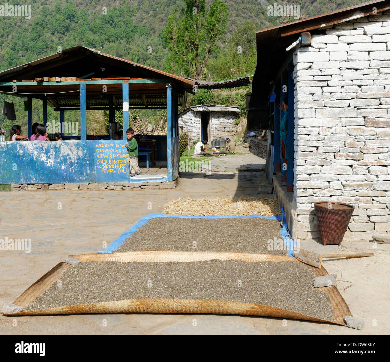 Grain drying in the sun in rural Nepal Stock Photo - Alamy
