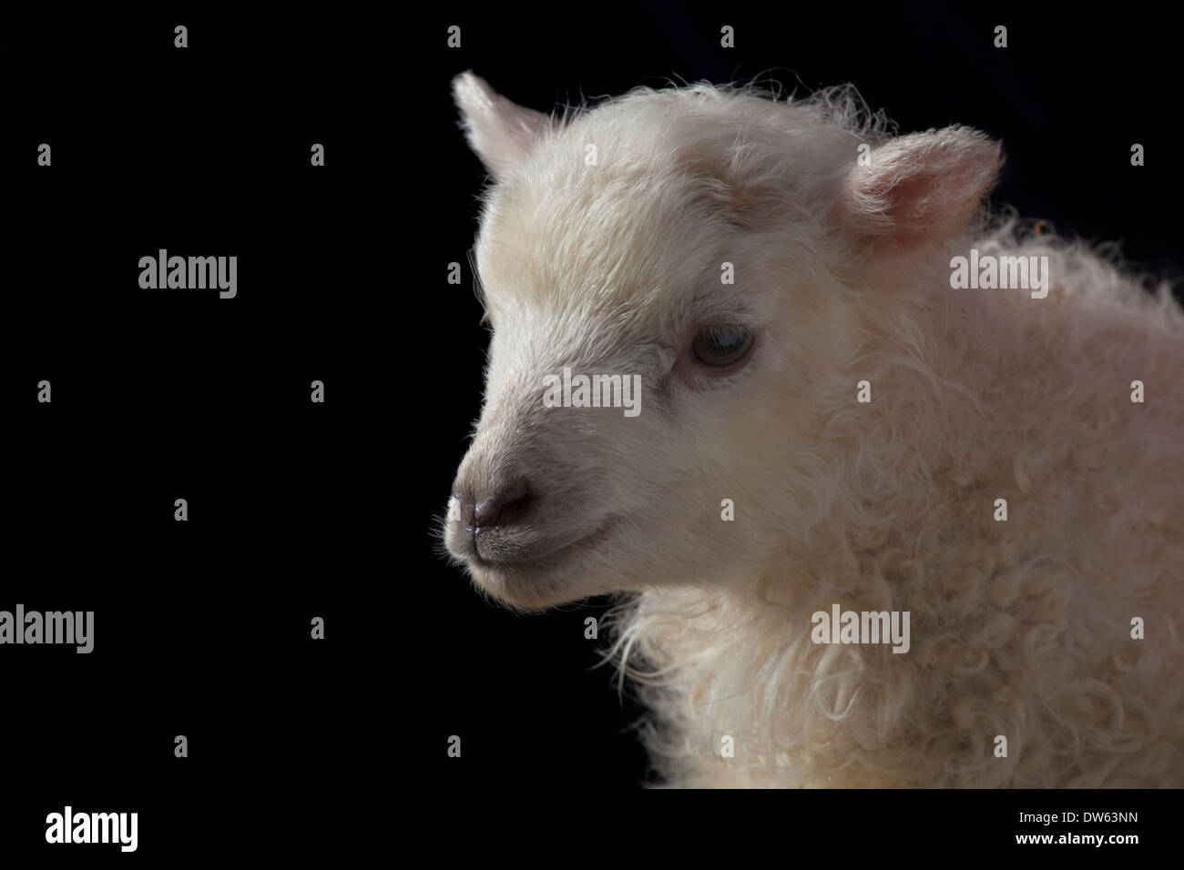 Baby lamb portrait, Chaffin Farms, California Stock Photo - Alamy