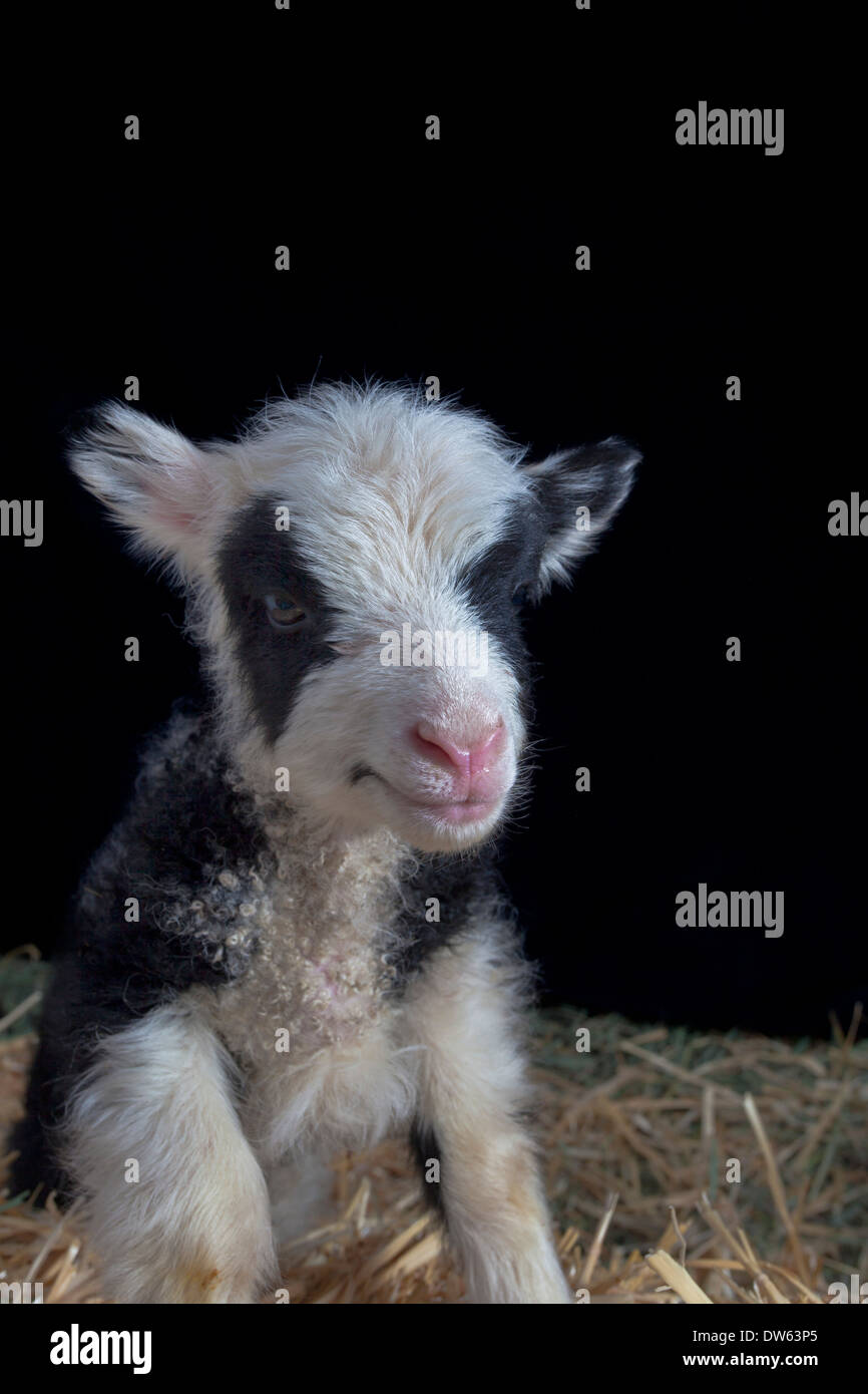 Baby lamb portrait, Chaffin Farms, California Stock Photo - Alamy