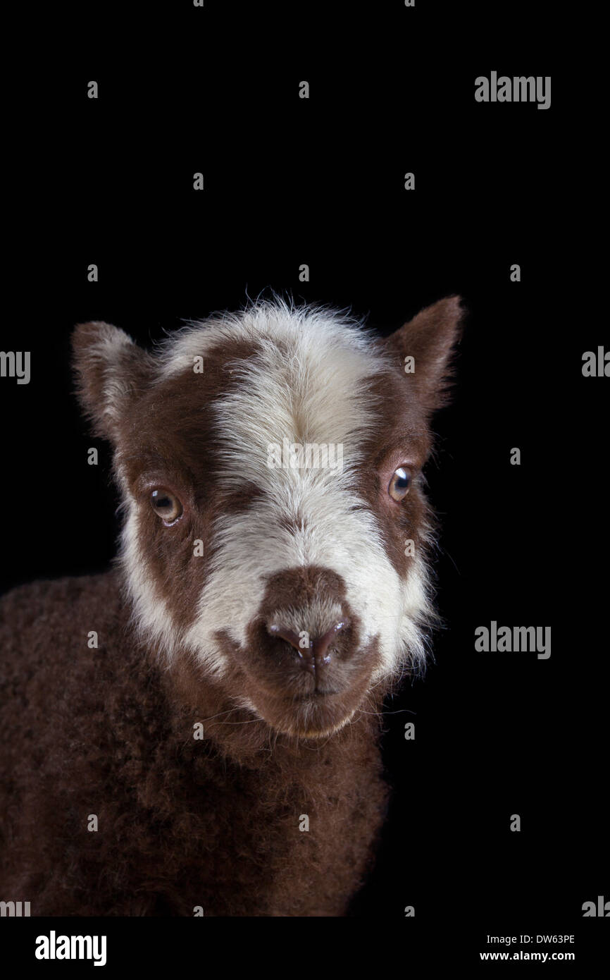 Baby lamb portrait, Chaffin Farms, California Stock Photo - Alamy