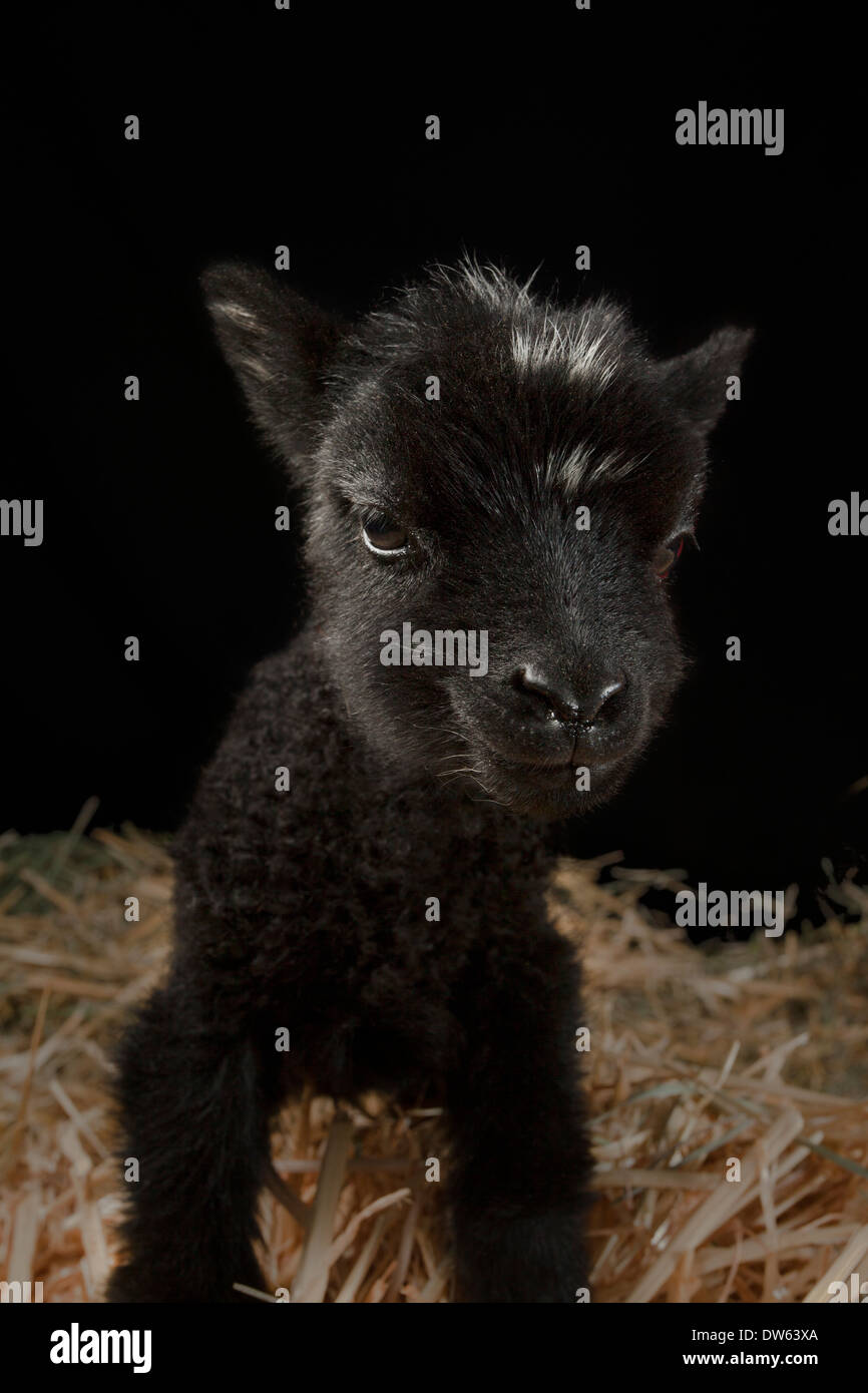 Baby lamb portrait, Chaffin Farms, California Stock Photo - Alamy