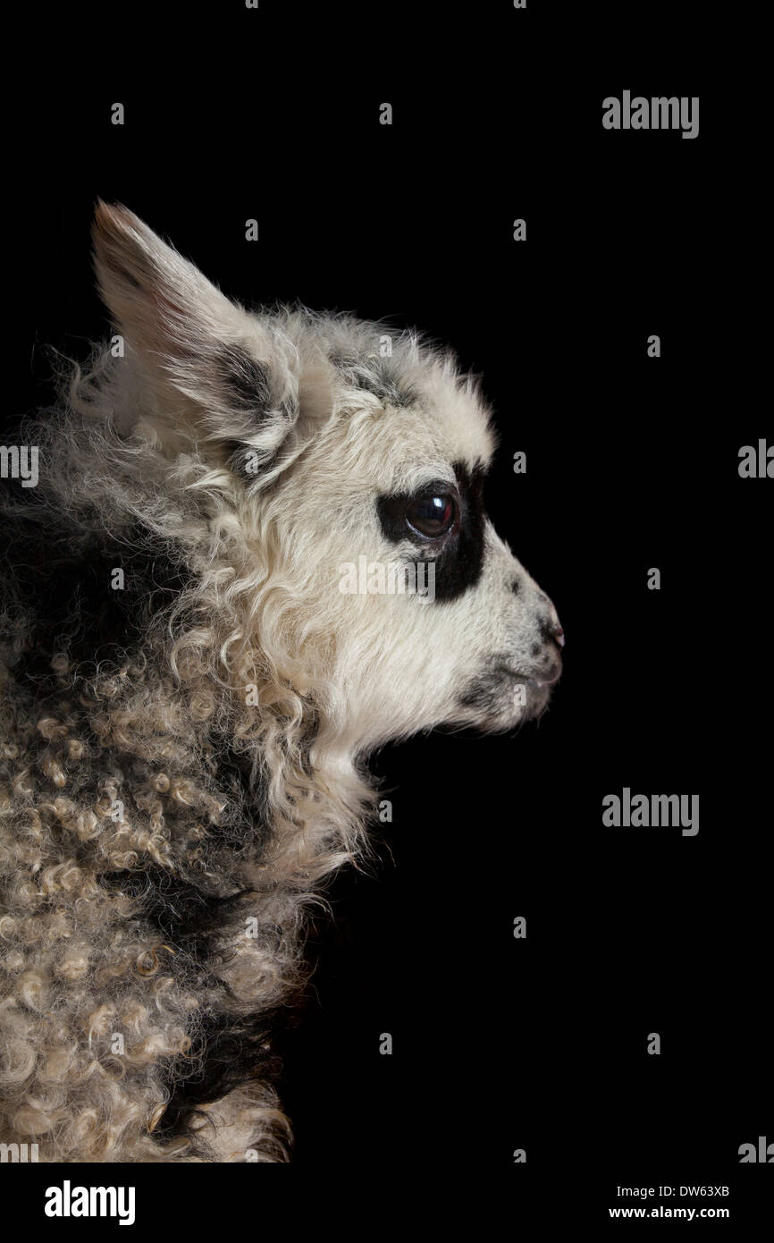 Baby lamb portrait, Chaffin Farms, California Stock Photo - Alamy