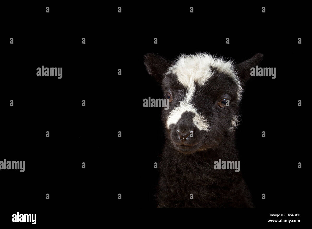 Baby lamb portrait, Chaffin Farms, California Stock Photo - Alamy