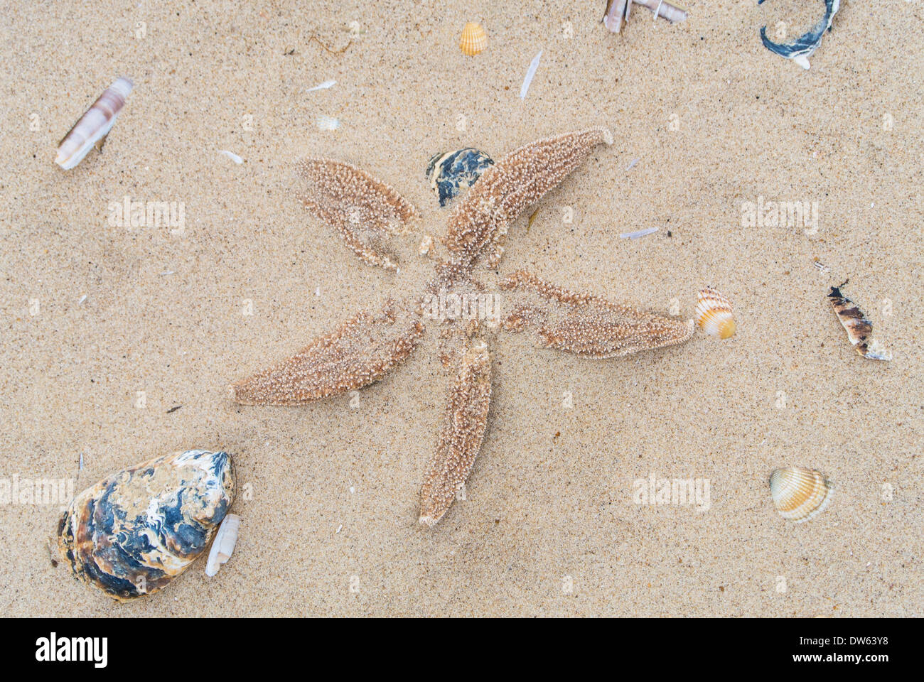 Starfish sculpture hi-res stock photography and images - Alamy