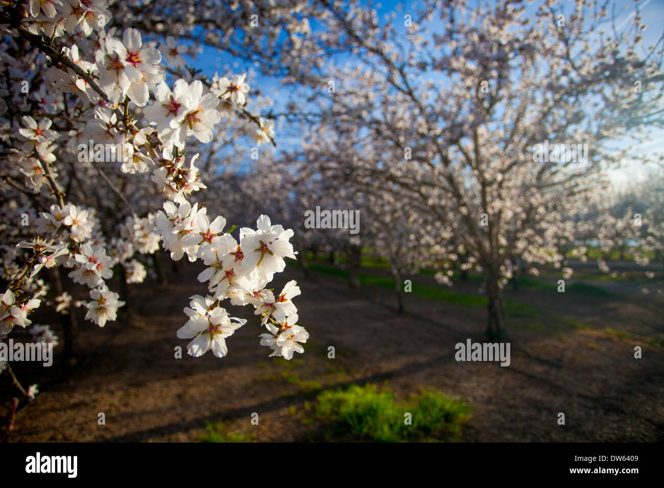 Almond orchards in full bloom in the Sacramento Valley of California ...