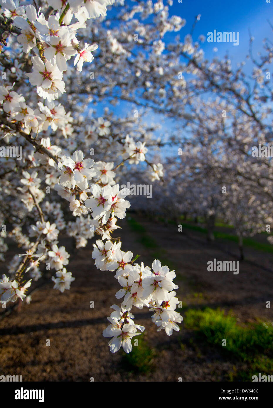Almond orchards in full bloom in the Sacramento Valley of California ...