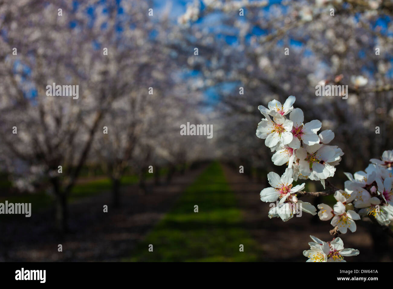 Almond orchards in full bloom in the Sacramento Valley of California ...
