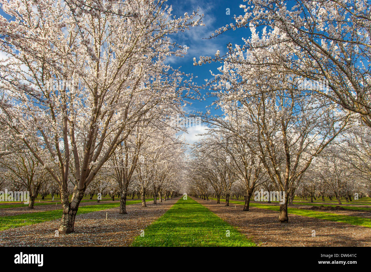 Almond orchards in full bloom in the Sacramento Valley of California ...