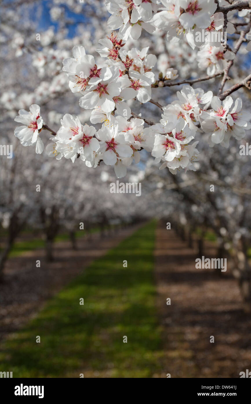 Almond orchards in full bloom in the Sacramento Valley of California ...
