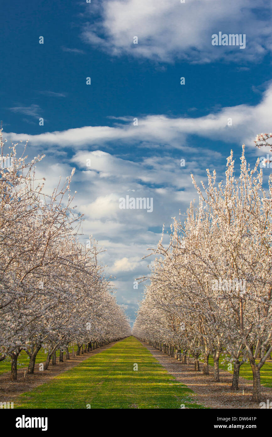 Almond orchards in full bloom in the Sacramento Valley of California ...