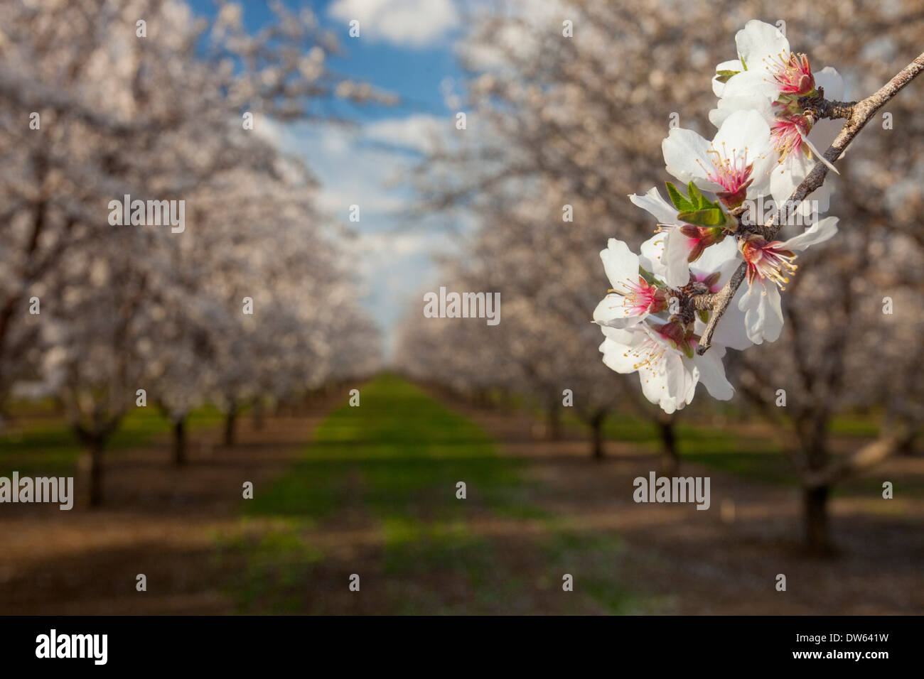 Almond orchards in full bloom in the Sacramento Valley of California ...