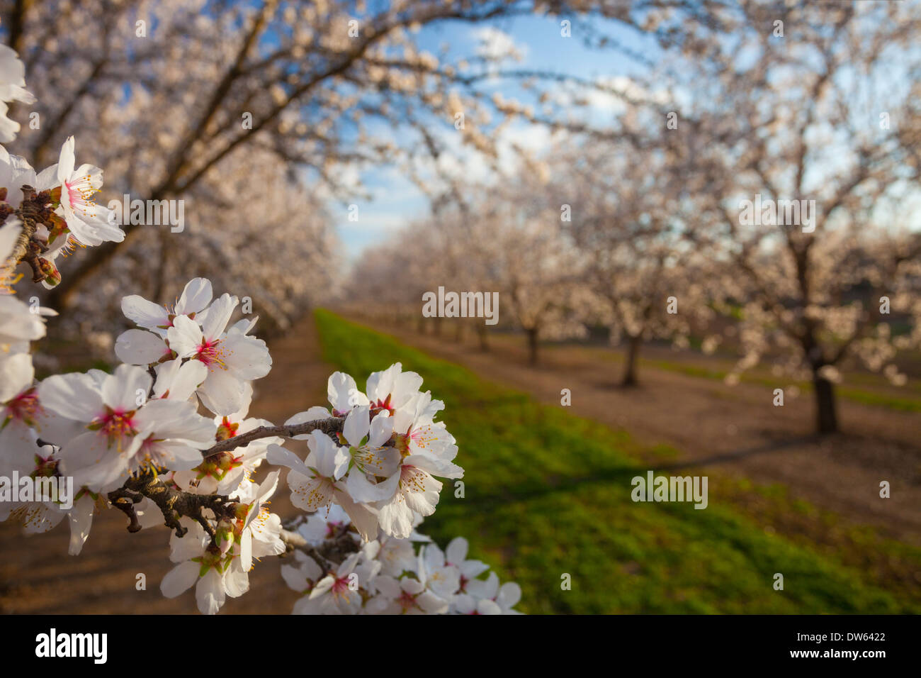California almond blossom hi-res stock photography and images - Alamy