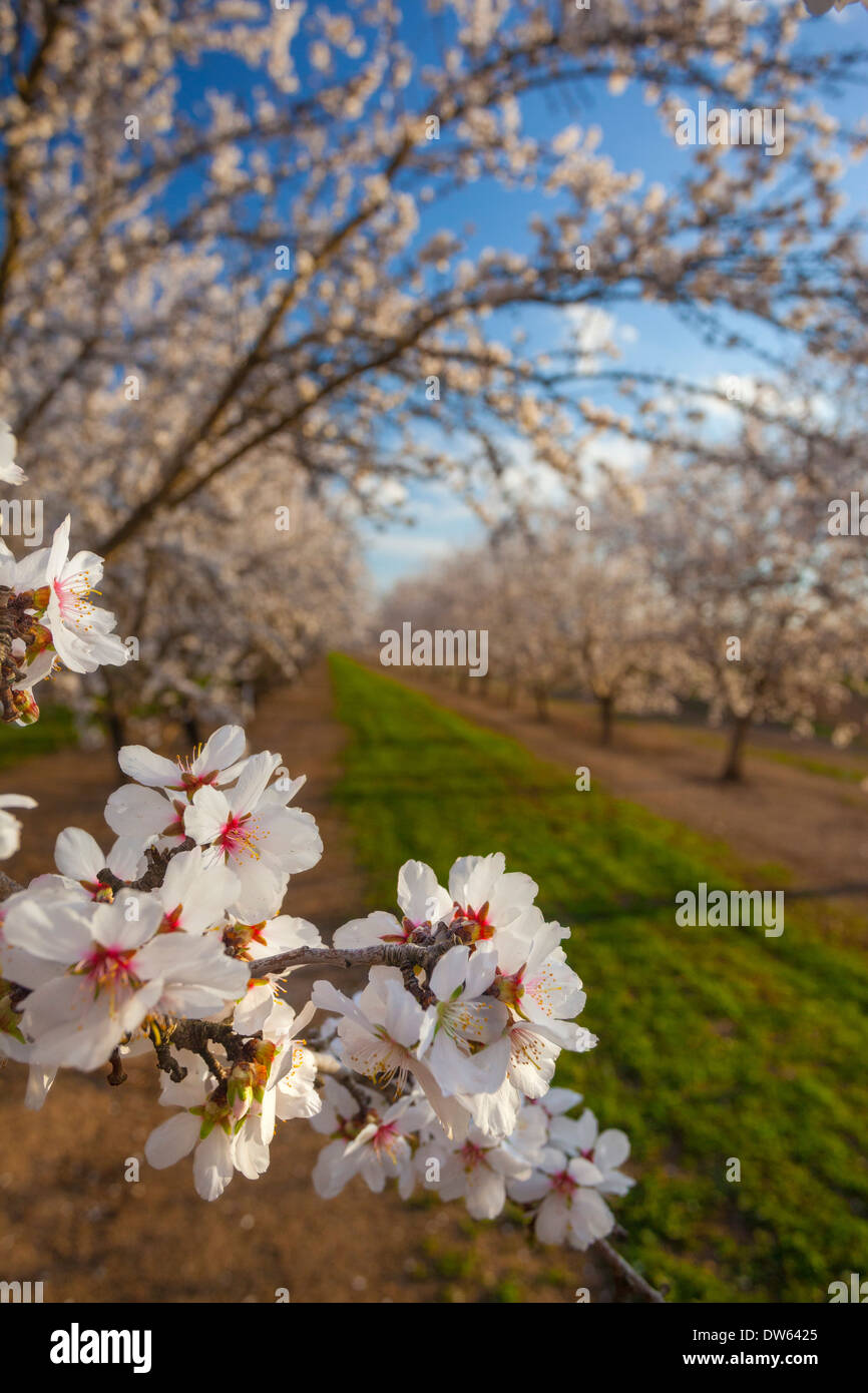 Almond orchards in full bloom in the Sacramento Valley of California ...