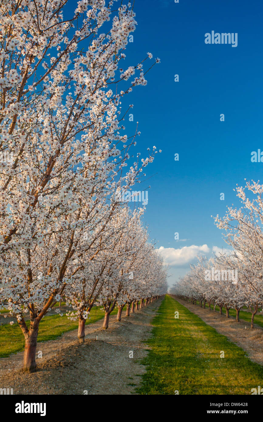 Almond orchards in full bloom in the Sacramento Valley of California ...