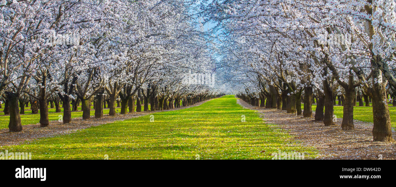 Almond orchards in full bloom in the Sacramento Valley of California ...