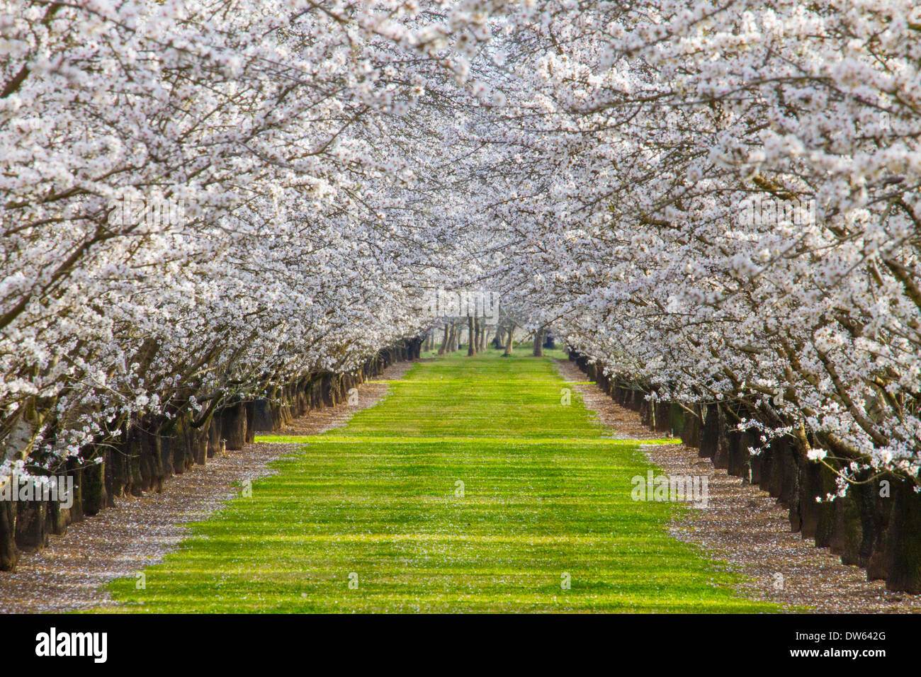 Almond orchard in bloom hi-res stock photography and images - Alamy