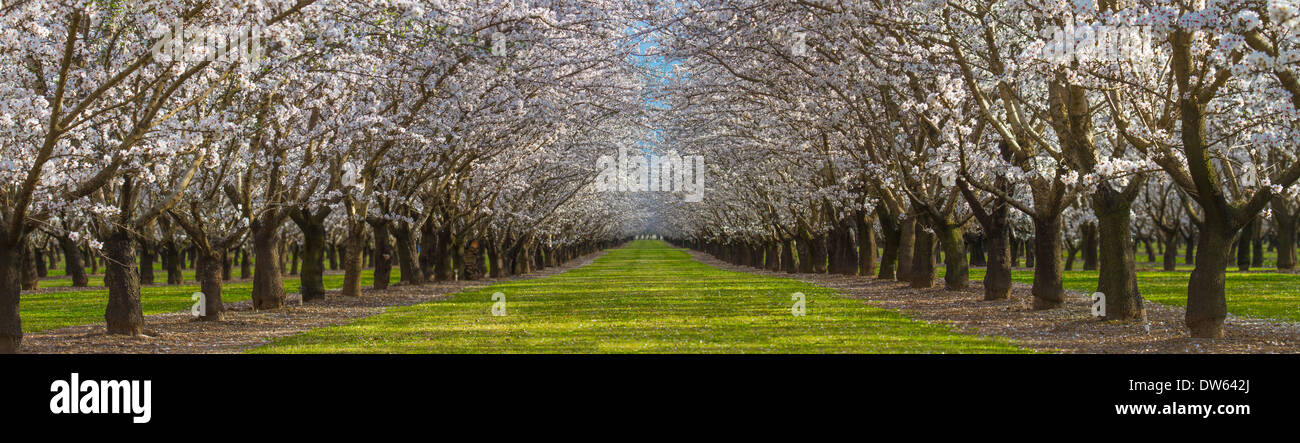 Almond orchards in full bloom in the Sacramento Valley of California ...
