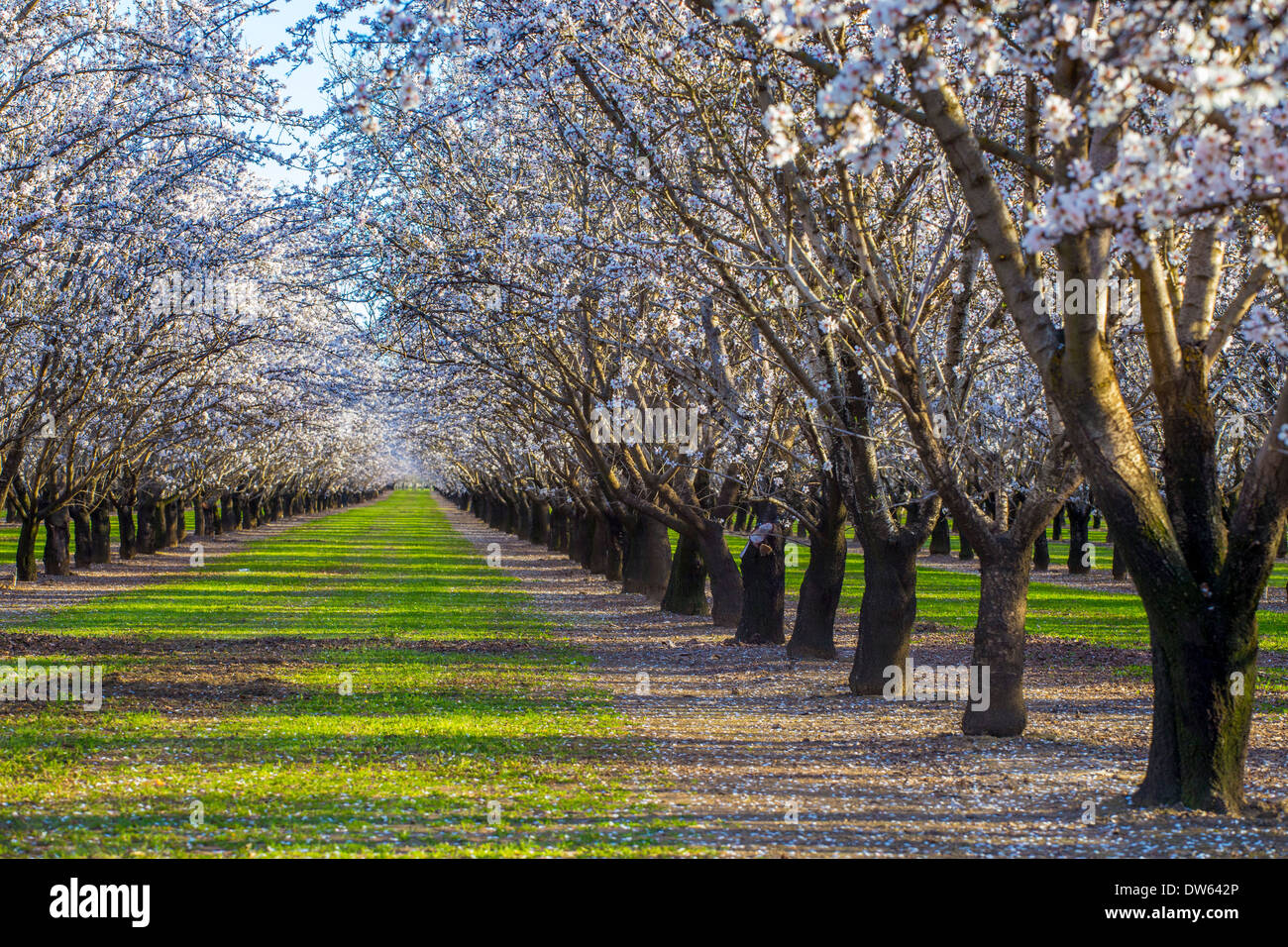 Almond orchards in bloom sacramento hi-res stock photography and images ...