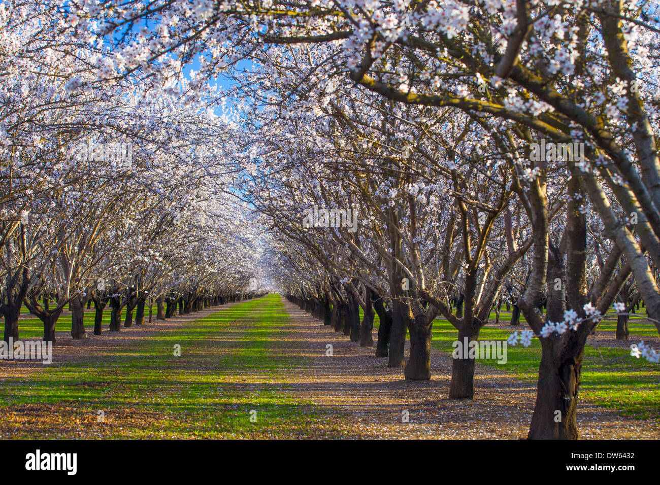 Almond orchards hi-res stock photography and images - Alamy