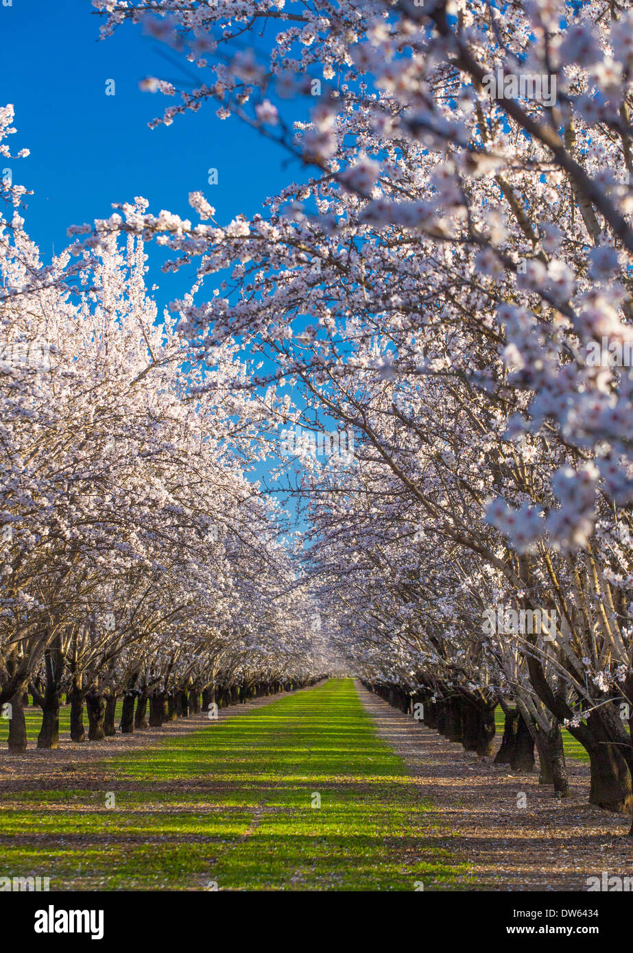 Almond orchards in full bloom in the Sacramento Valley of California ...