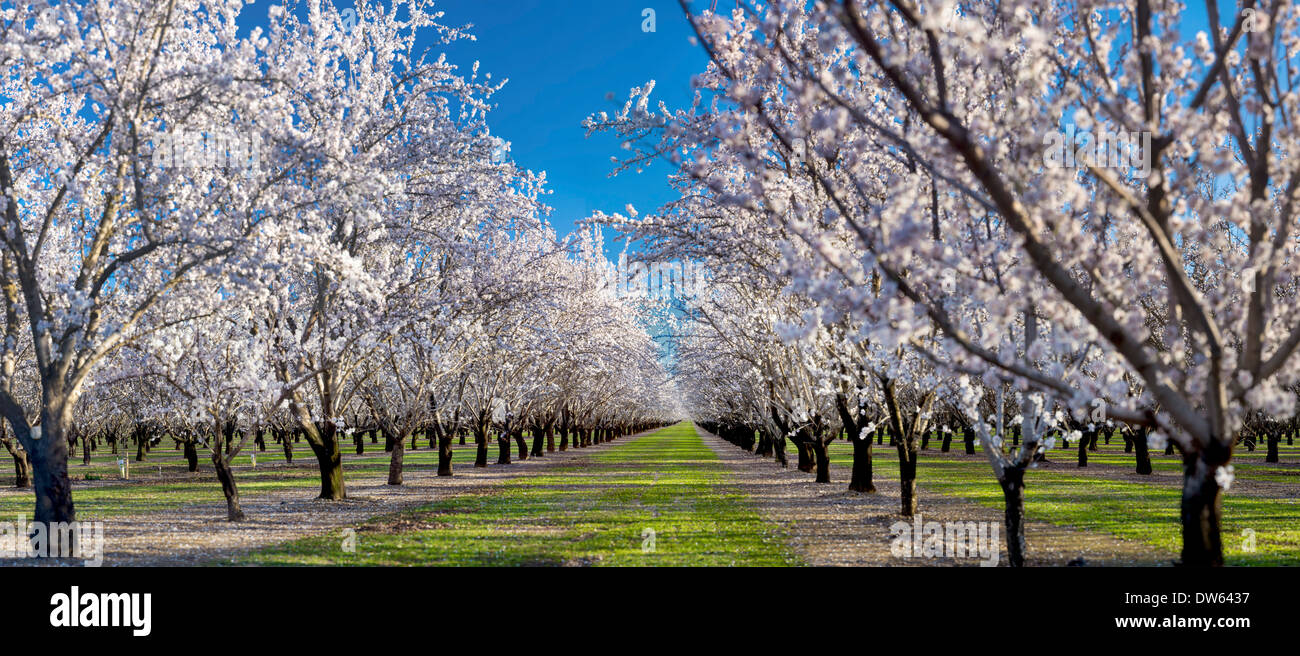 Almond orchards in full bloom in the Sacramento Valley of California ...