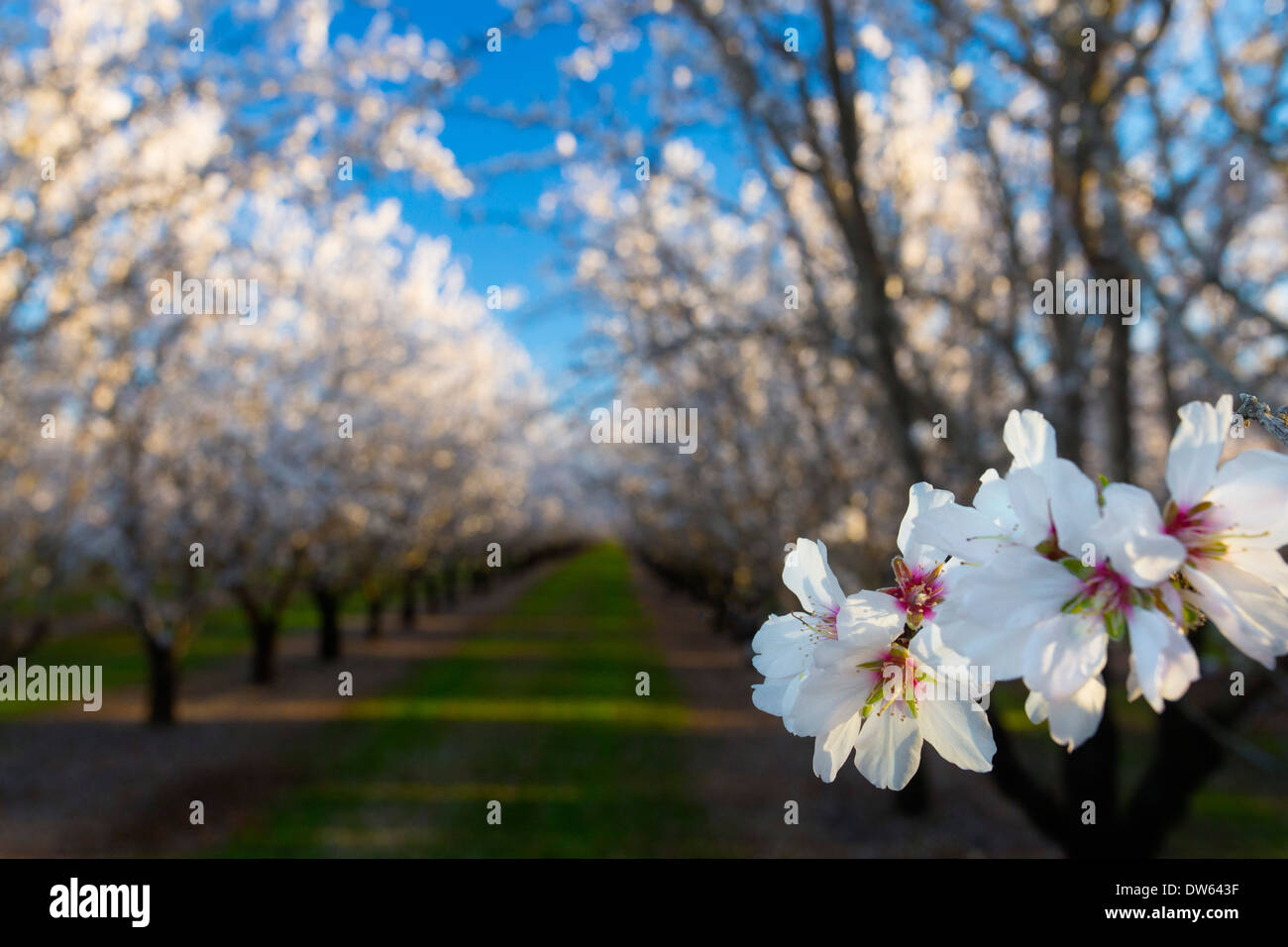 Almond orchards in full bloom in the Sacramento Valley of California ...