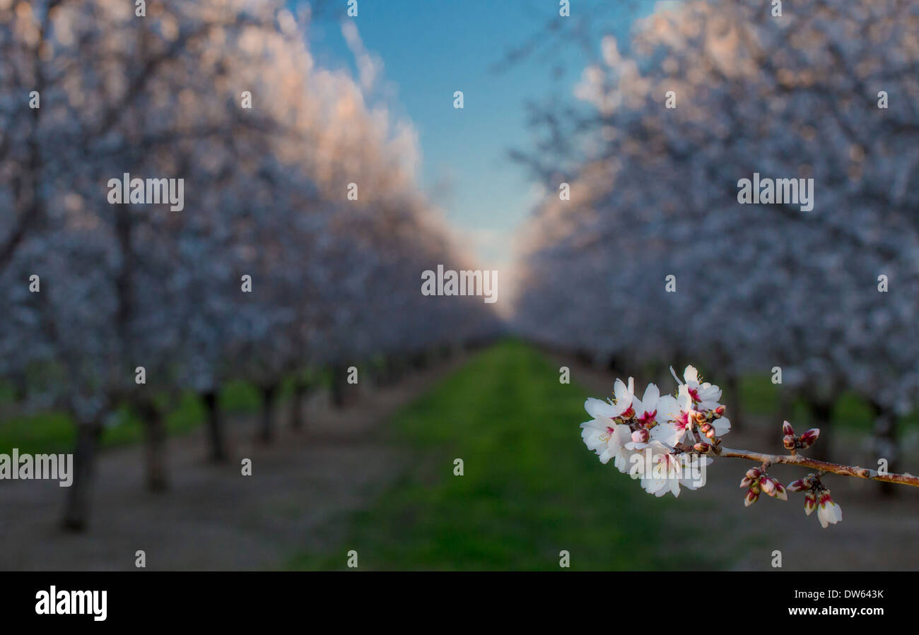 Almond orchards in full bloom in the Sacramento Valley of California ...