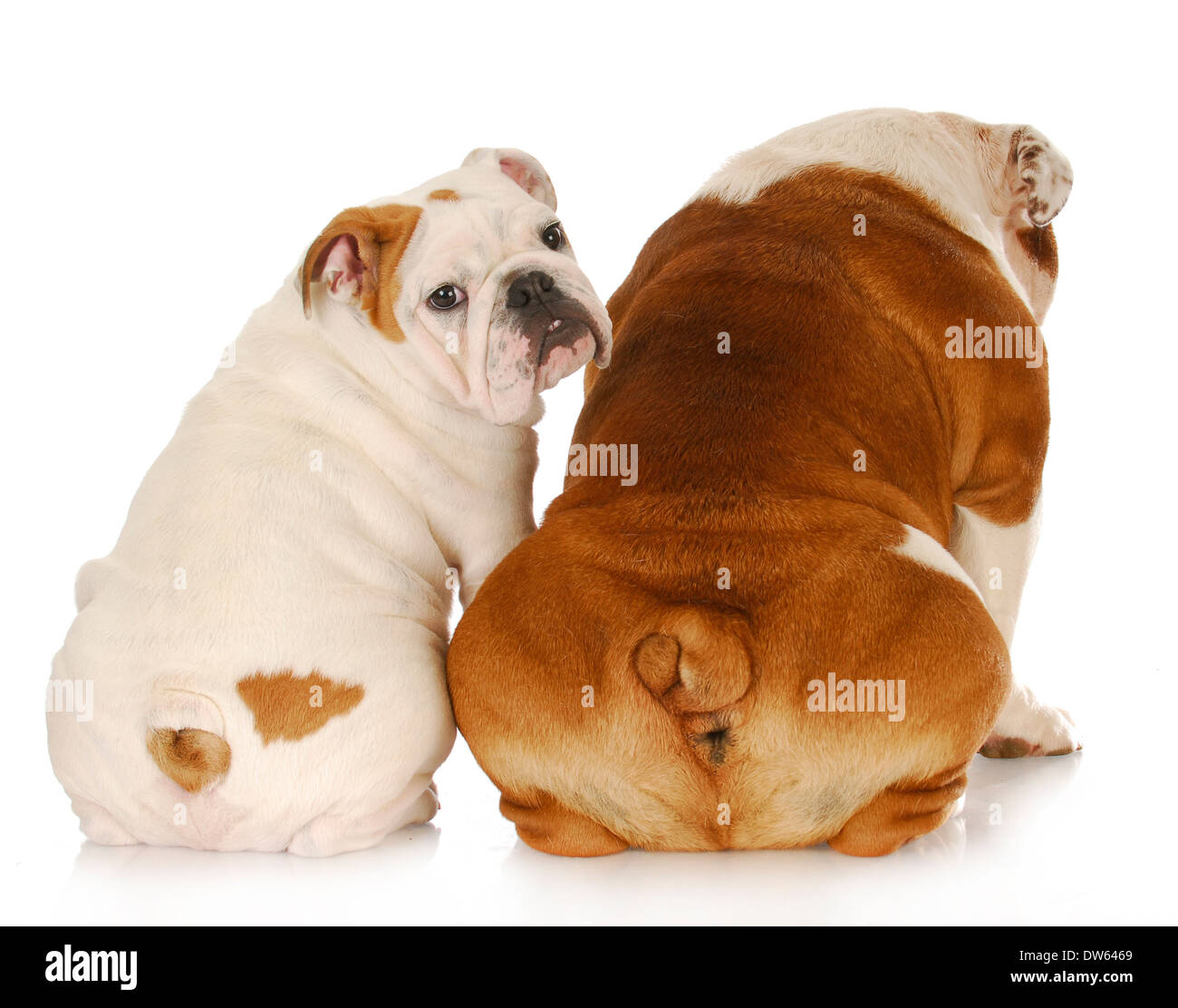 two english bulldogs with backsides to viewer with one looking over ...