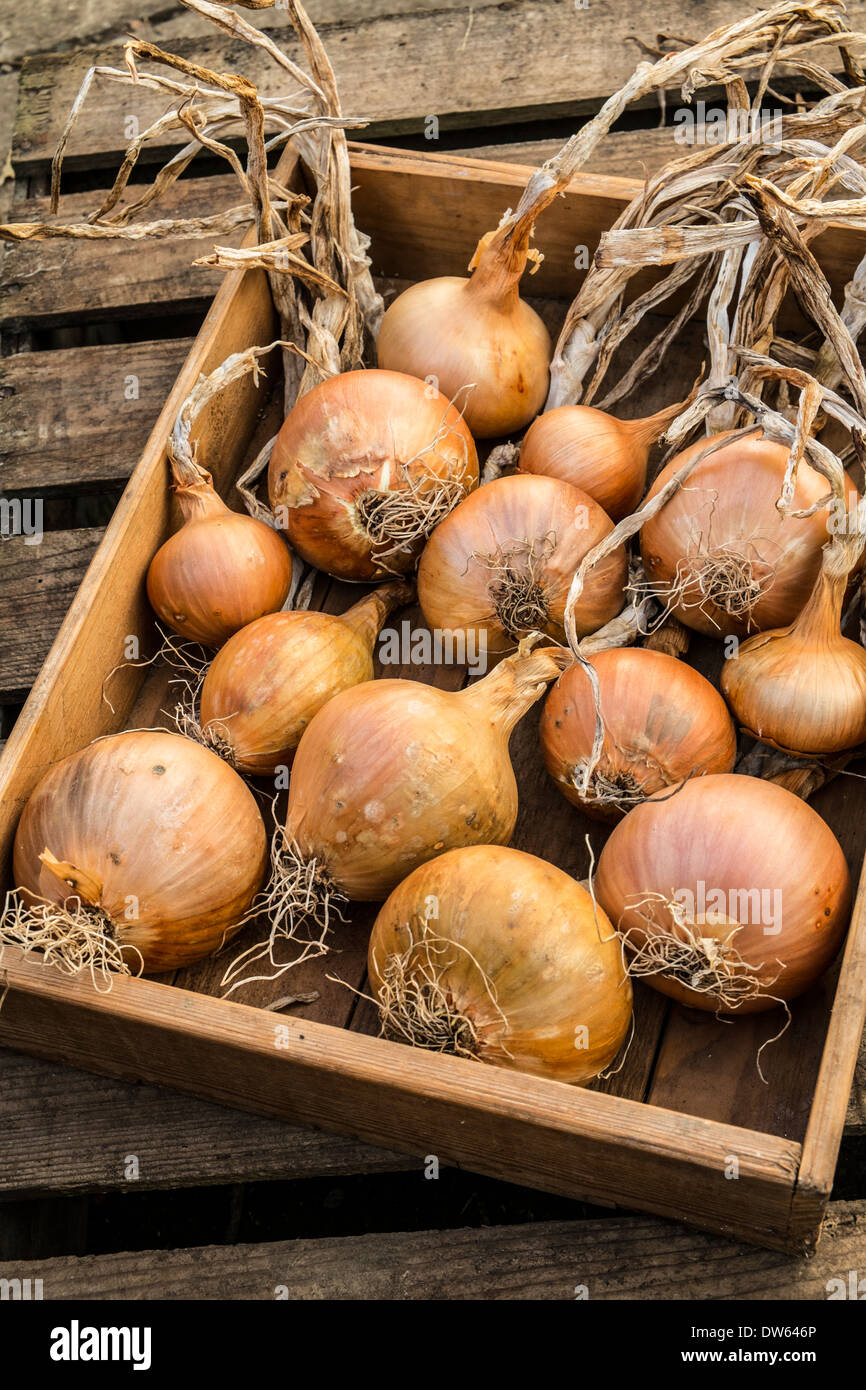 Prepare to box hi-res stock photography and images - Alamy