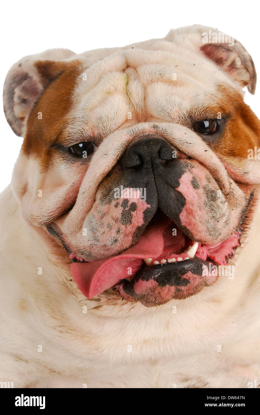 Happy Friday Bulldog