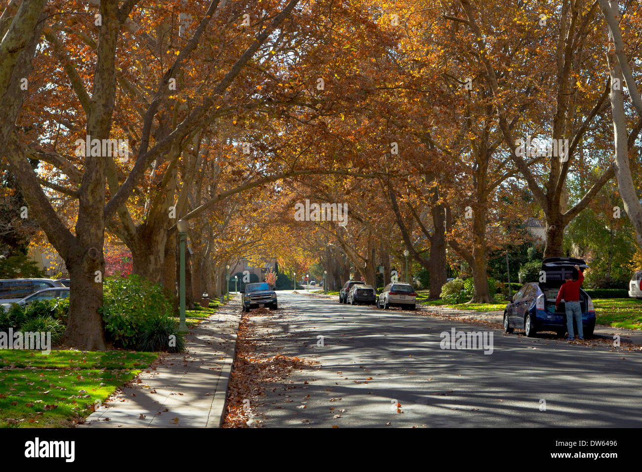 Fall in midtown Sacramento, California Stock Photo - Alamy