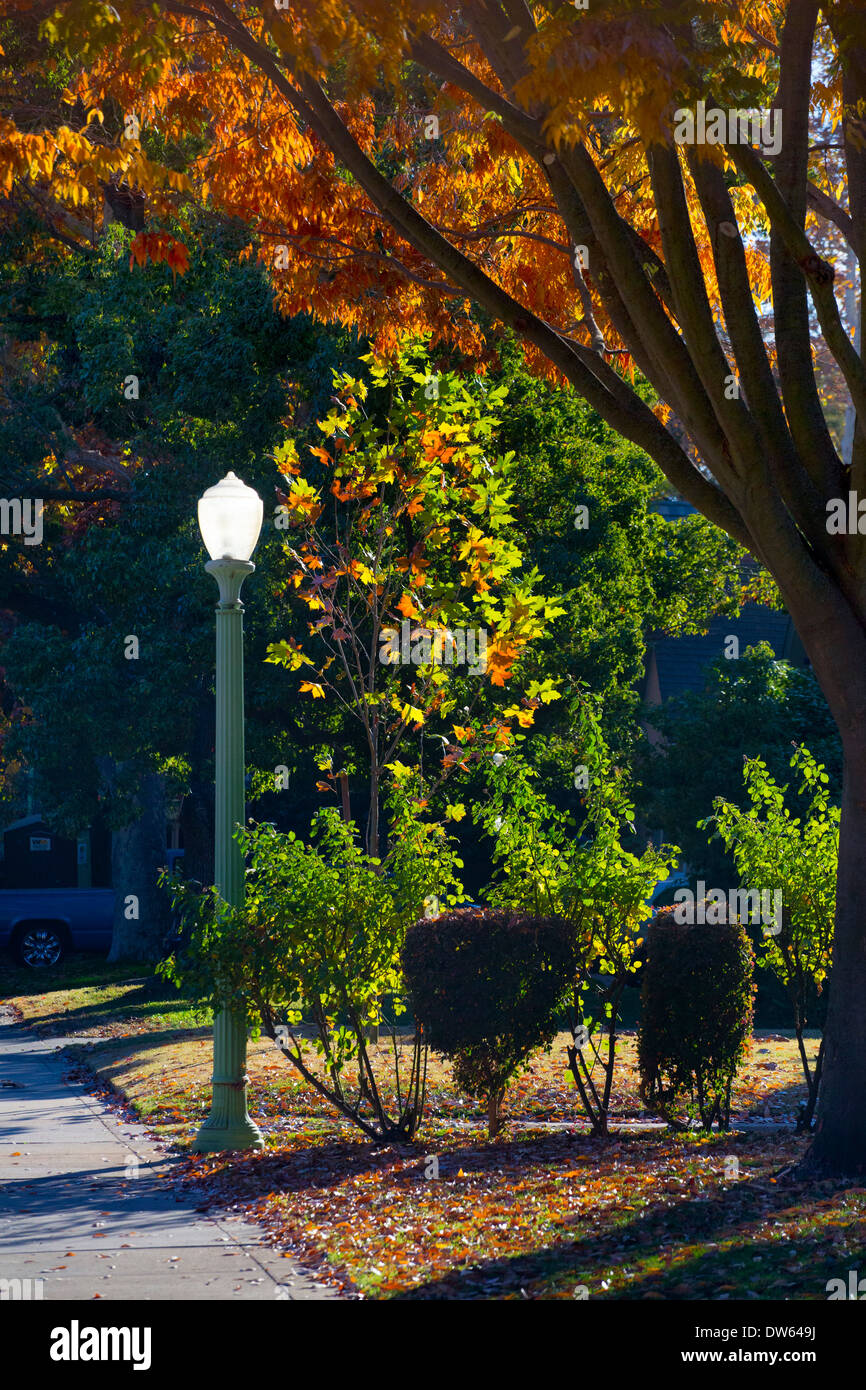 Fall in midtown Sacramento, California Stock Photo - Alamy