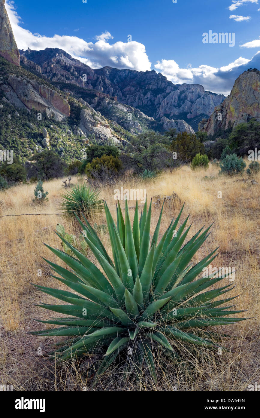 Agave palmeri hi-res stock photography and images - Alamy