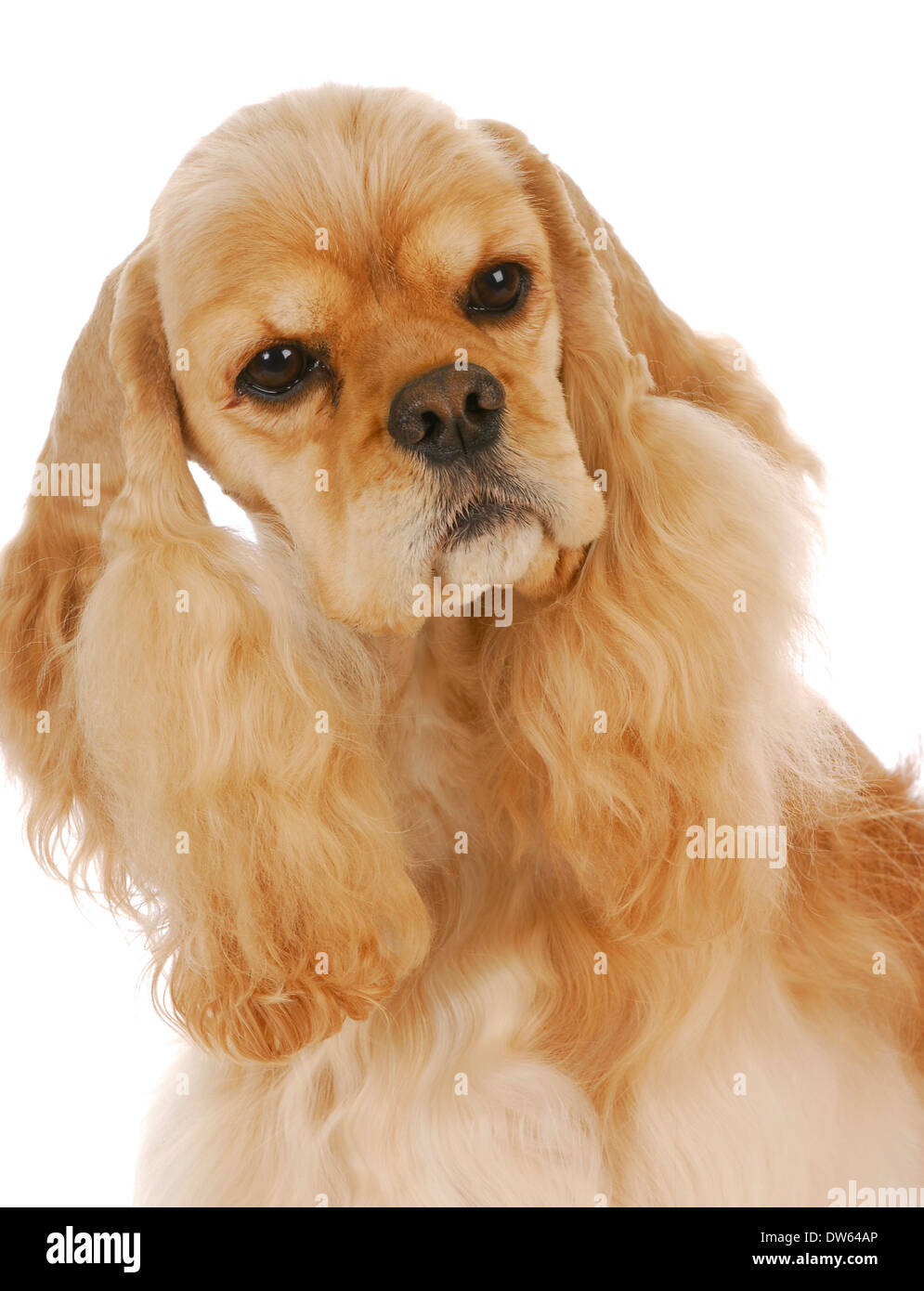 cute dog - american cocker spaniel head portrait on white background ...