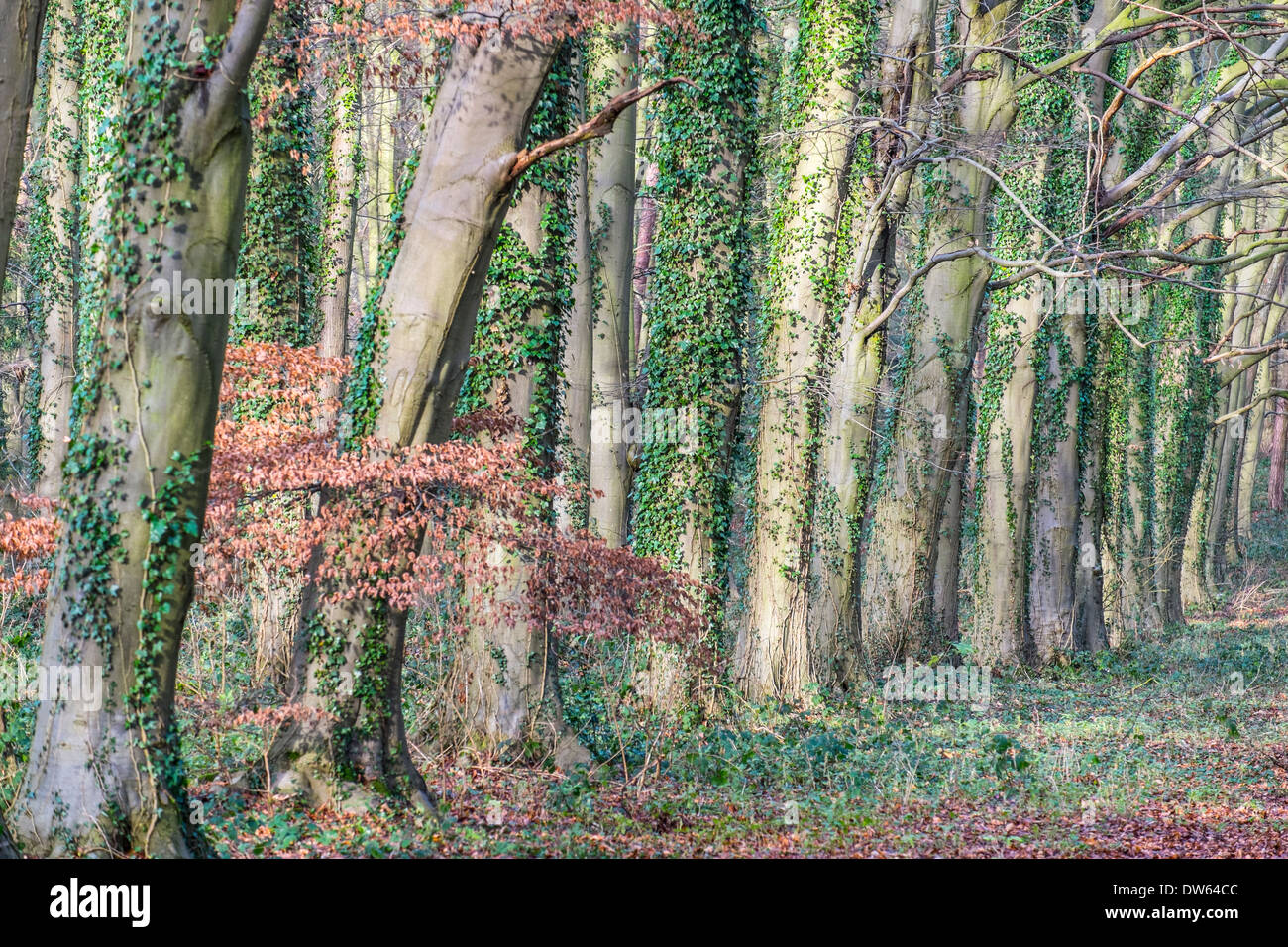 Line of beech trees in winter Stock Photo - Alamy