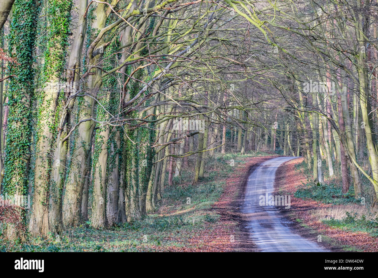 The great beech hi-res stock photography and images - Alamy