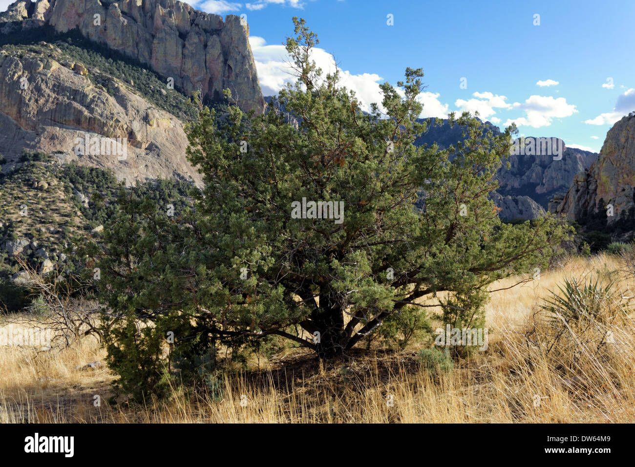 Southeastern trees hi-res stock photography and images - Alamy