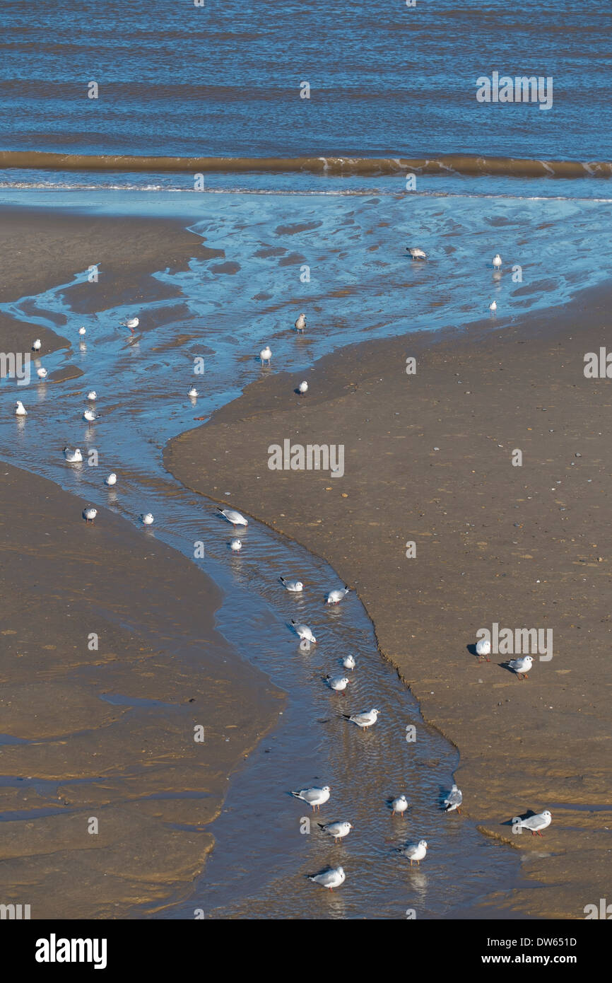 Gulls in tidal channel on beach Stock Photo - Alamy