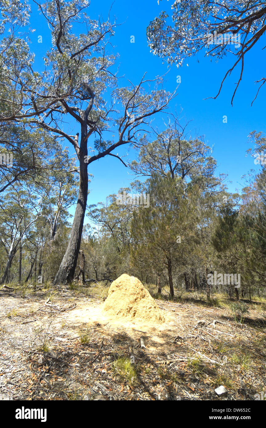 Termite Mound - Bungonia State Conservation Area - NSW - Australia ...
