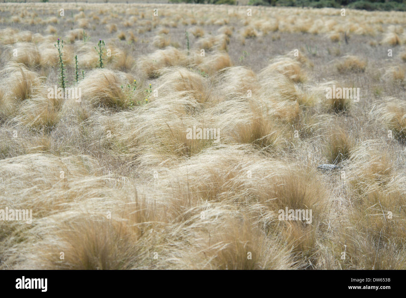 Tussocks hi-res stock photography and images - Alamy