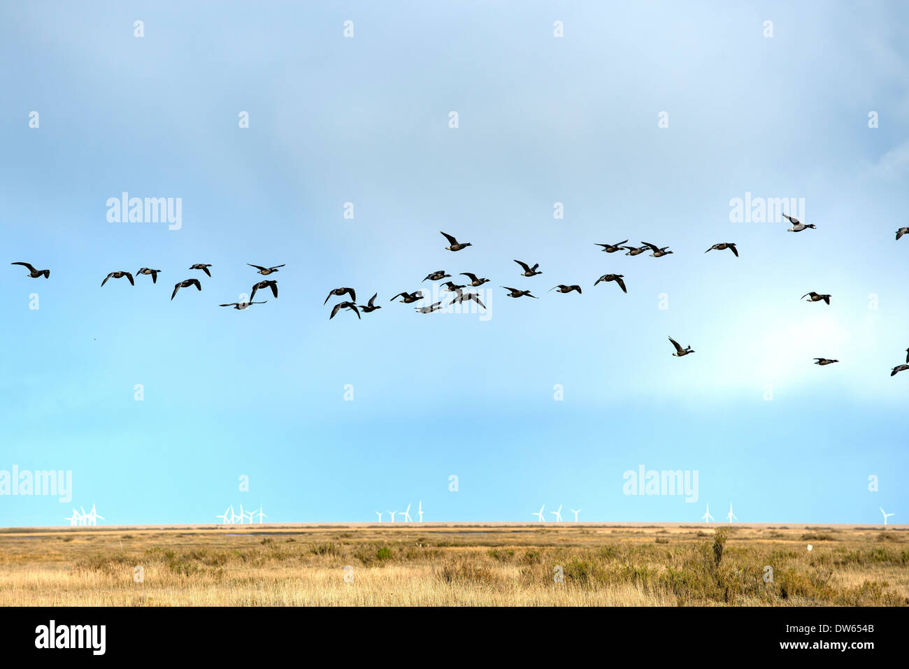 Coastal marsh birds hi-res stock photography and images - Alamy