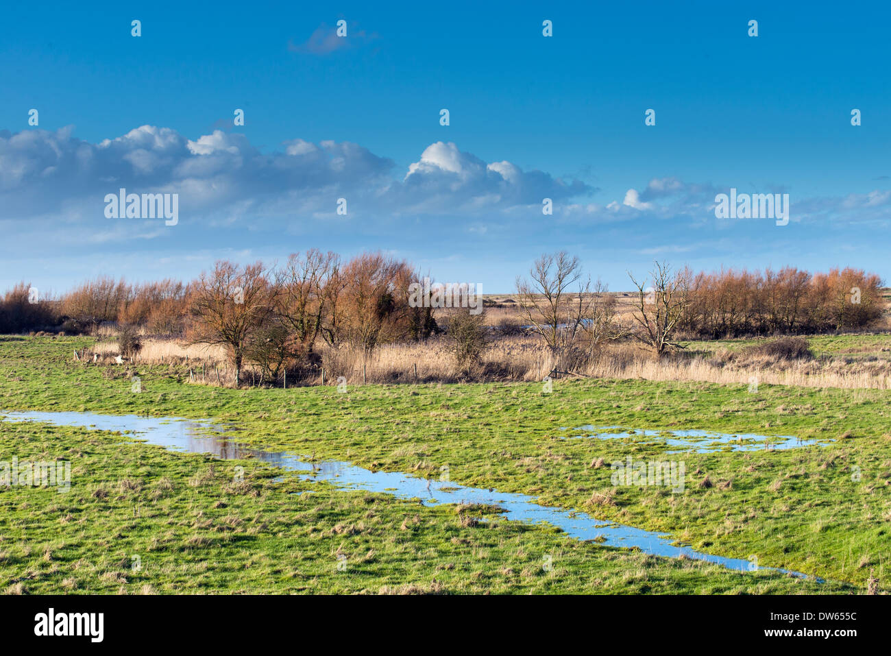 Coastal grazing marsh hi-res stock photography and images - Alamy