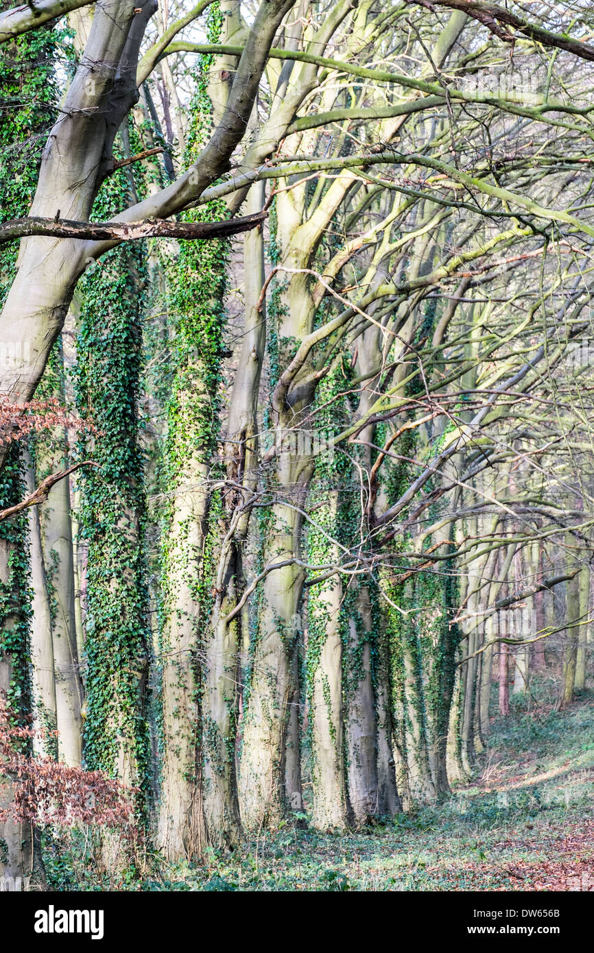 Line of beech trees in winter Stock Photo - Alamy
